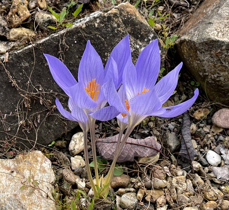 Autumn, crocus speciosus stock photo. Image of autumn - 234514616