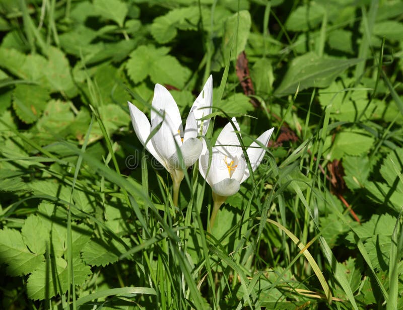 Autumn, crocus speciosus stock image. Image of magnificent - 234514911