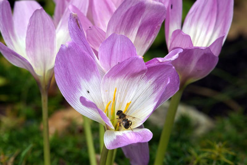 Autumn crocuses stock photo. Image of meadow, buds, insect - 30758148
