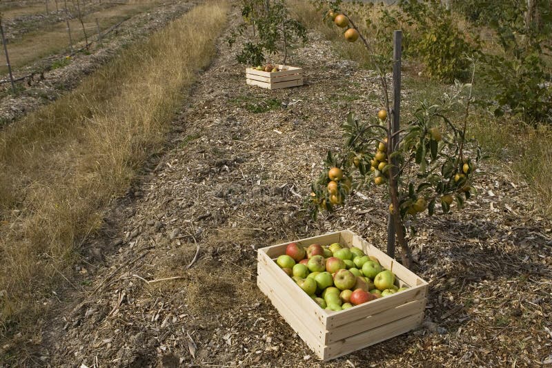 Autumn crop stock photo. Image of harvest, ripe, food - 90010108