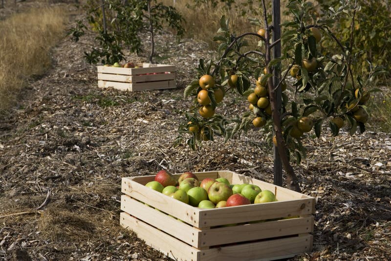 Autumn crop stock photo. Image of fresh, farm, harvest - 90010110