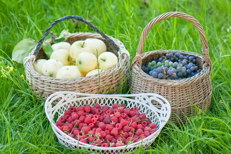 Autumn crop - corn stock photo. Image of food, sweet, romania - 20