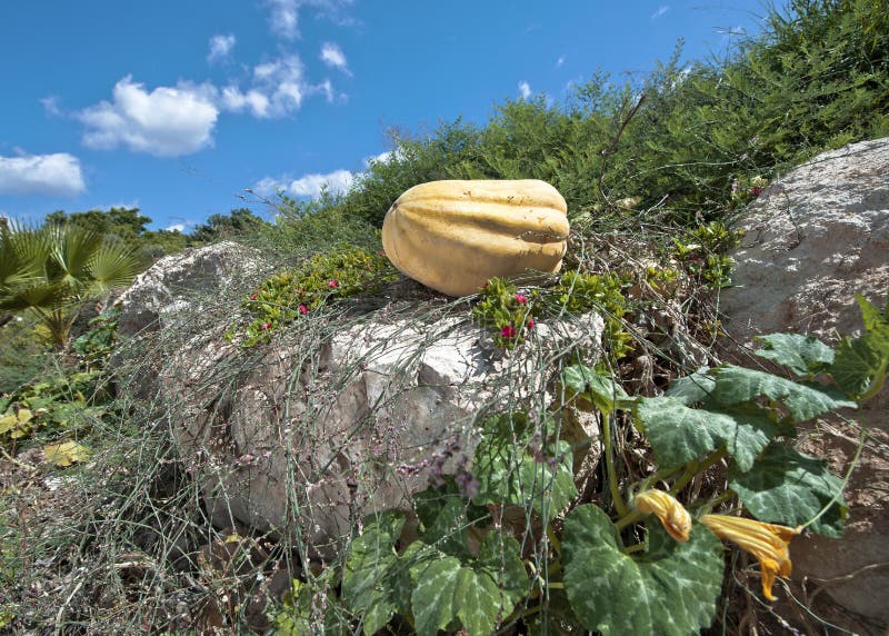 Autumn Crop stock photo. Image of vegetable, yellow, harvest - 45765688