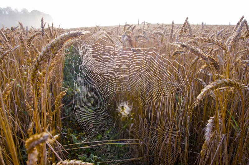 Autumn Crop Fields with Morning Dewy Spider-web Stock Photo - Image of ...