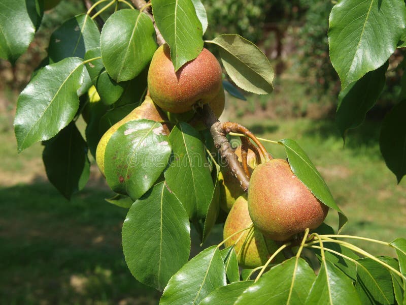 Autumn crop of pears stock photo. Image of produce, fruit - 33729462