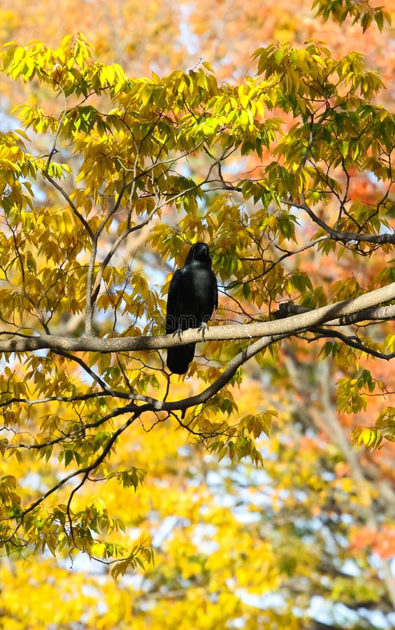 Autumn crow stock photo. Image of branch, september - 172979904