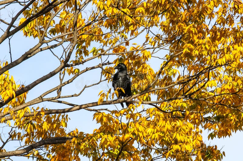 Autumn crow stock image. Image of plant, forest, october - 181130339