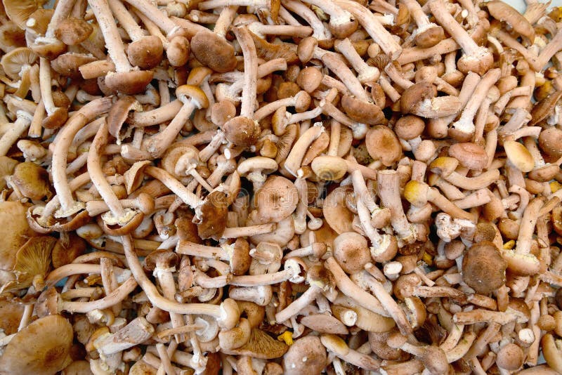 Autumn Cut Opiates are Laid Out on the Table. Background Stock Photo ...