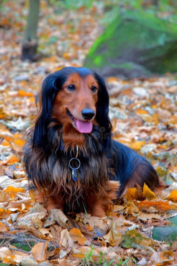 Autumn dachshund dog stock image. Image of autumn, dachshund - 16947335