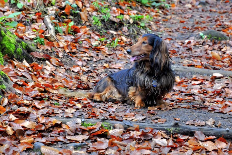 Autumn dachshund dog stock image. Image of autumn, dachshund - 16947335