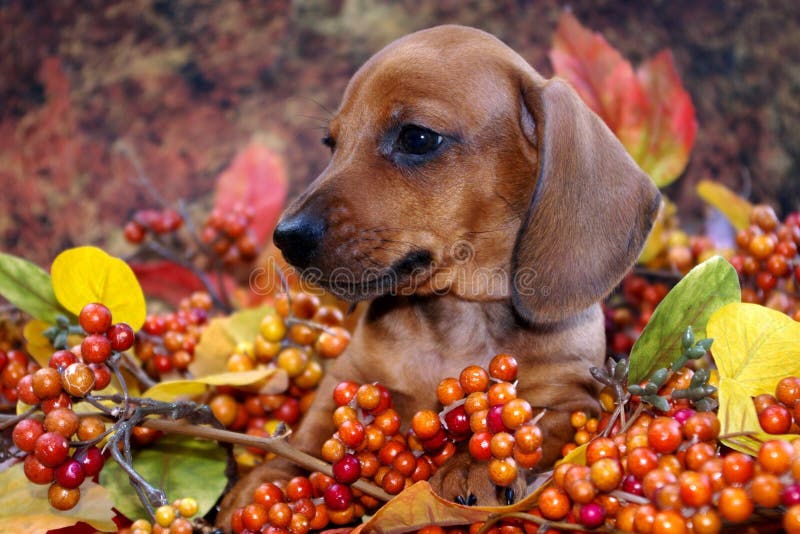 Autumn Dachshund Puppy Royalty Free Stock Image - Image: 24303606