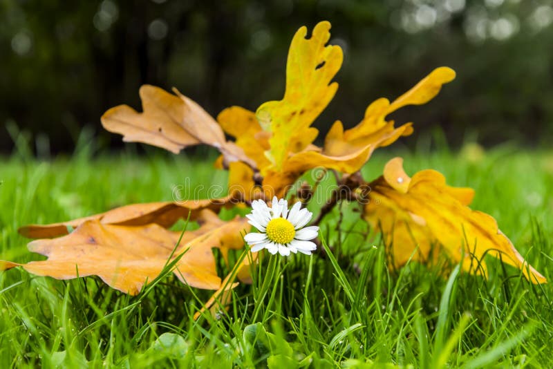 Autumn Daisy stock afbeelding. Image of installatie, groei - 79514037