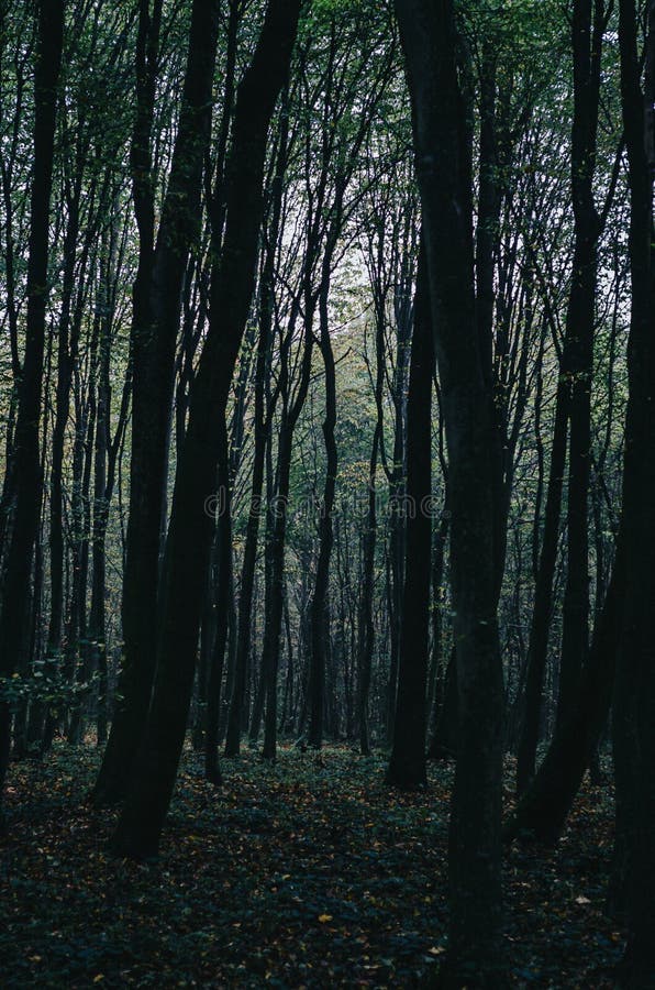 Autumn Dark Forest. Tree Trunks in a Shaded Space. Autumn Depression ...
