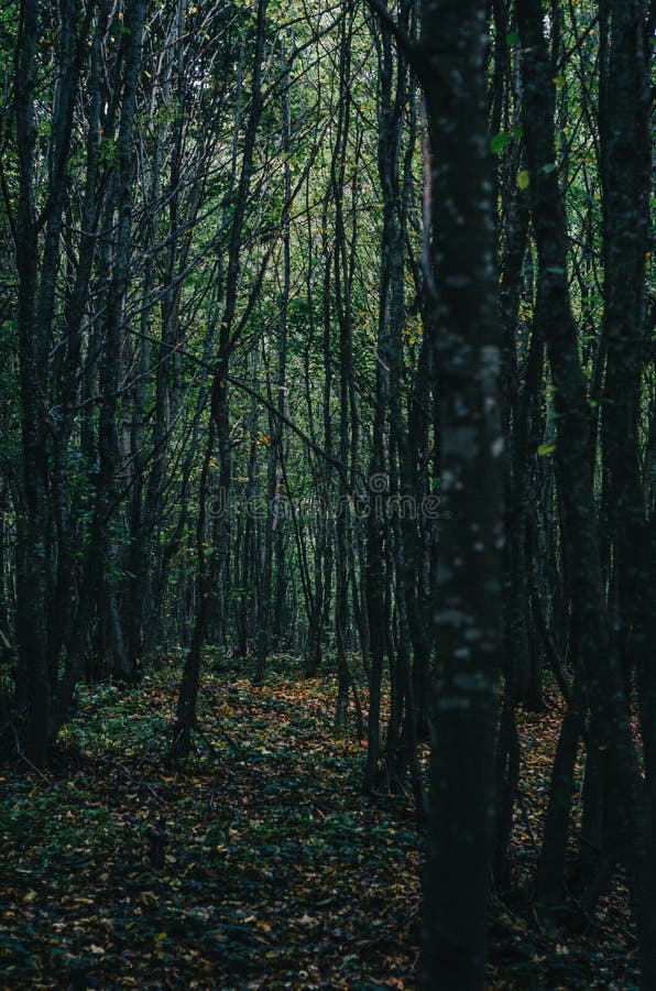Autumn Dark Forest. Tree Trunks in a Shaded Space. Autumn Depression ...