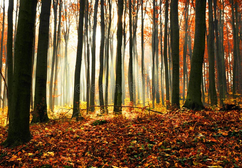 Autumn dawn stock image. Image of country, lush, landscape - 26719231