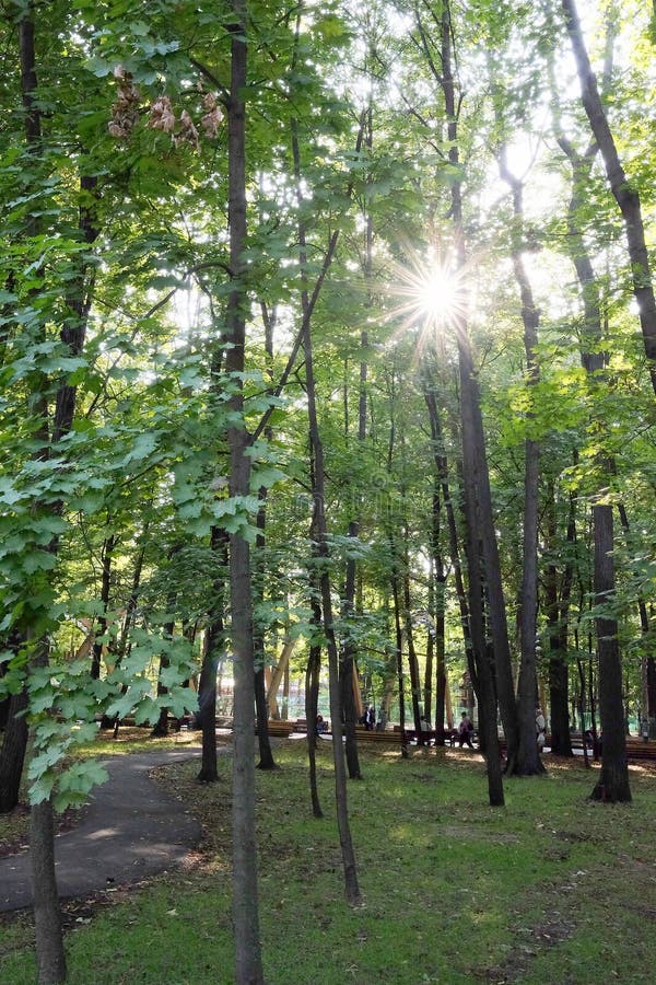 Autumn dawn in forest stock image. Image of nature, forest - 46380461