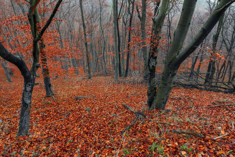 Autumn Day in the Enchanted Forest Stock Image - Image of peaceful ...
