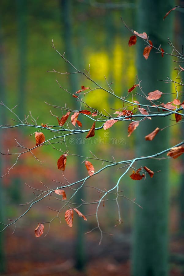 Autumn Day in the Enchanted Forest Stock Image - Image of wood, mist ...