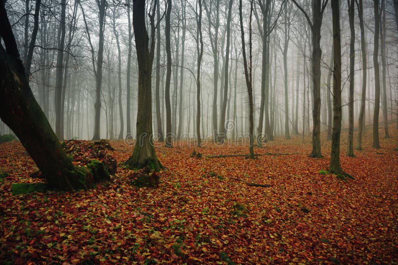 Autumn Day in the Enchanted Forest Stock Image - Image of mistery, tall ...