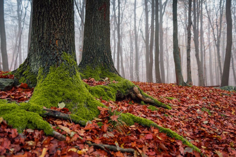 Autumn Day in the Enchanted Forest Stock Image - Image of peaceful ...