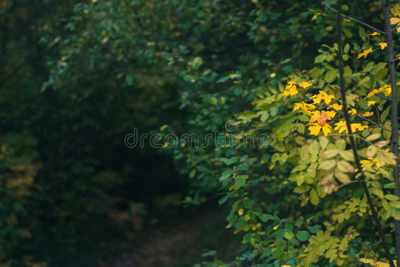 Autumn Day Landscape. Autumn Forest after Rain. Stock Photo - Image of ...