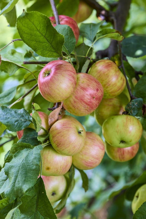 Rural Garden. in the Frame Ripe Red Apples on a Tree Stock Image ...