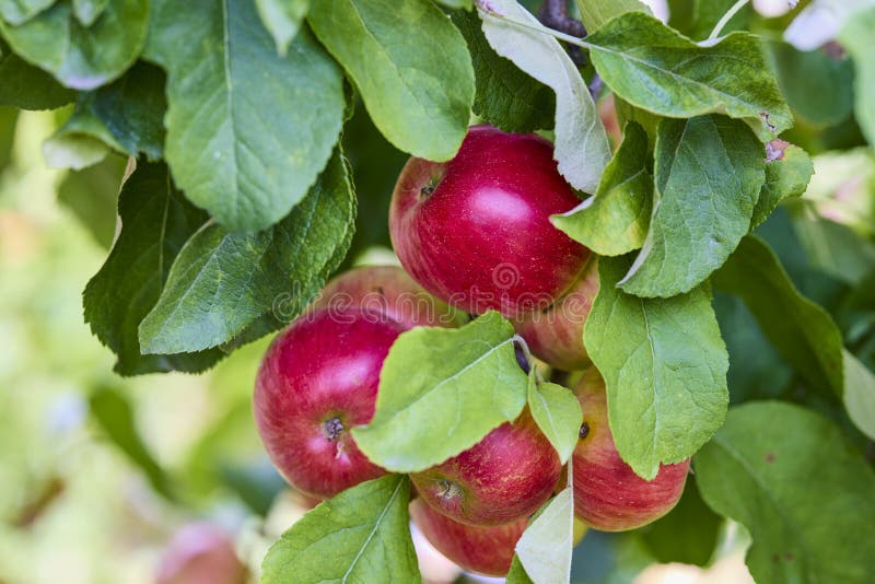 Rural Garden. in the Frame Ripe Red Apples on a Tree Stock Photo ...