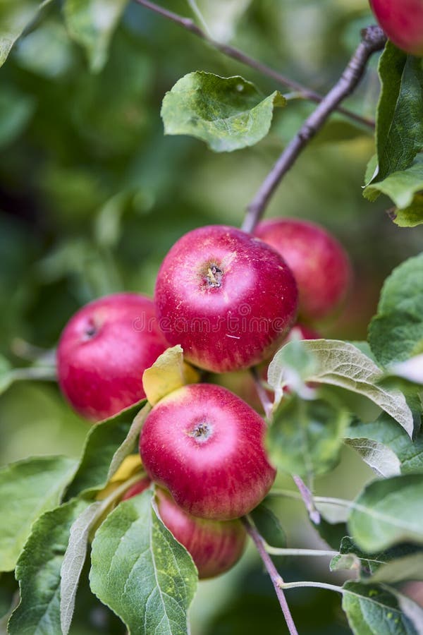 Rural Garden. in the Frame Ripe Red Apples on a Tree Stock Image ...