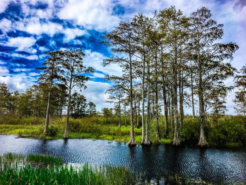 Fall foliage in the swamps stock photo. Image of grass - 102247686