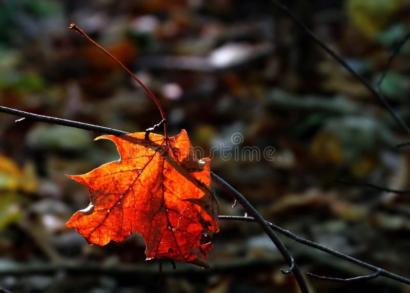 Autumn dead leaf stock image. Image of season, dead, hanging - 5522237