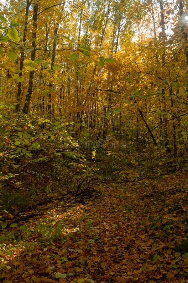 In an Autumn Deciduous Forest Stock Image - Image of samara, nature ...