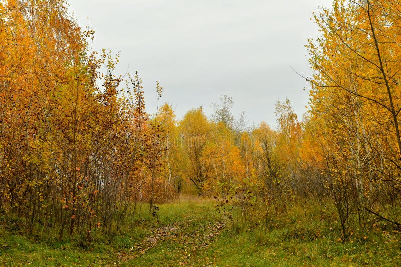 Autumn. Deciduous Forest and Clearing in Front of Trees. Stock Photo ...