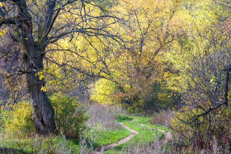 Autumn in the Deciduous Forest in the Foreground without Elm Lea Stock ...
