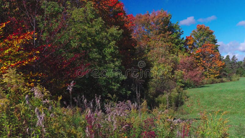Autumn Deciduous Forest with a Large Clearing Stock Video - Video of ...