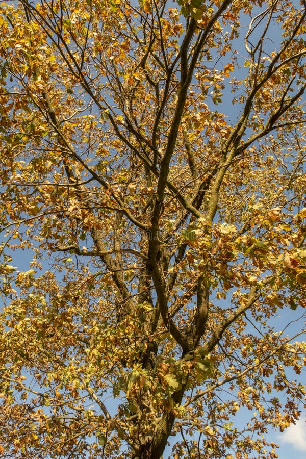 Autumn Deciduous Tree in Golden Colors Stock Image - Image of ...