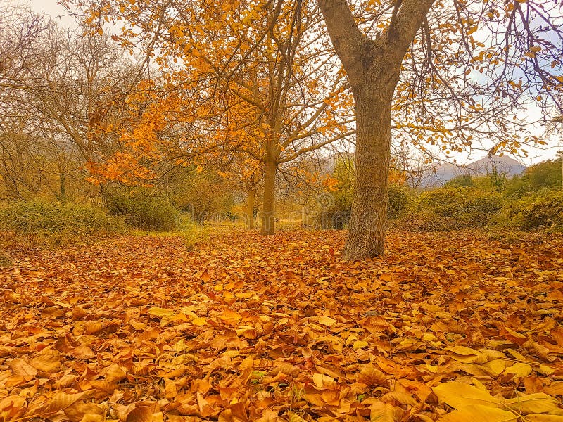 Autumn with Deciduous Trees and Their Falling Leaves. Stock Photo ...