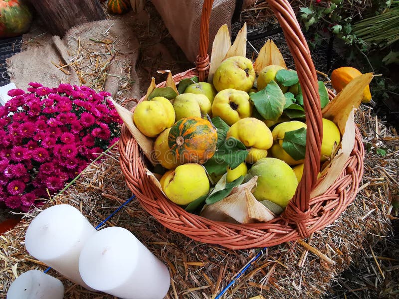 Autumn Decorative Scene with Fruits - Quince Stock Image - Image of ...