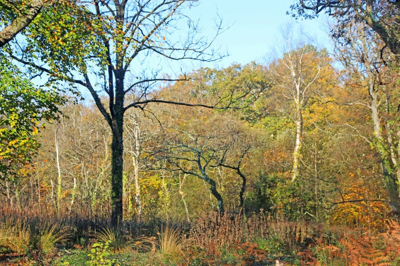 Autumn in Decoy Country Park, Devon Stock Image - Image of autumntrees ...