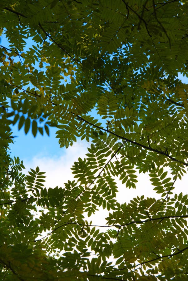 Autumn in deep forest stock photo. Image of season, leaf - 7169498