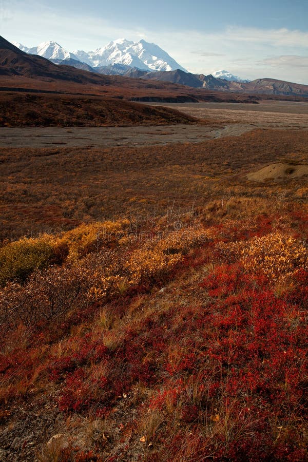 Autumn in Denali National Park at Sunset Stock Image - Image of america ...