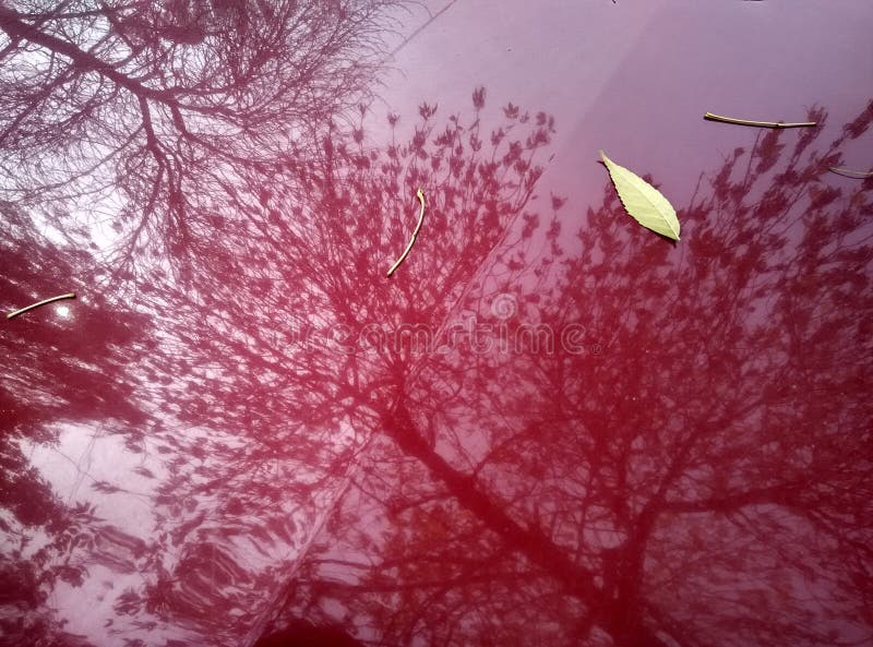 Autumn description stock image. Image of plants, autumn - 83254999