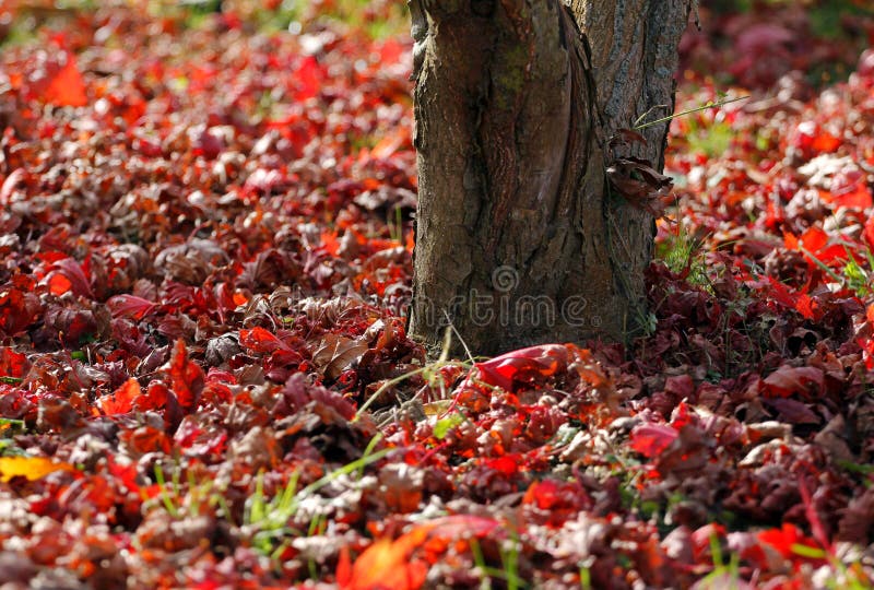 Autumn detail stock image. Image of autumn, tree, horizontal - 35774037