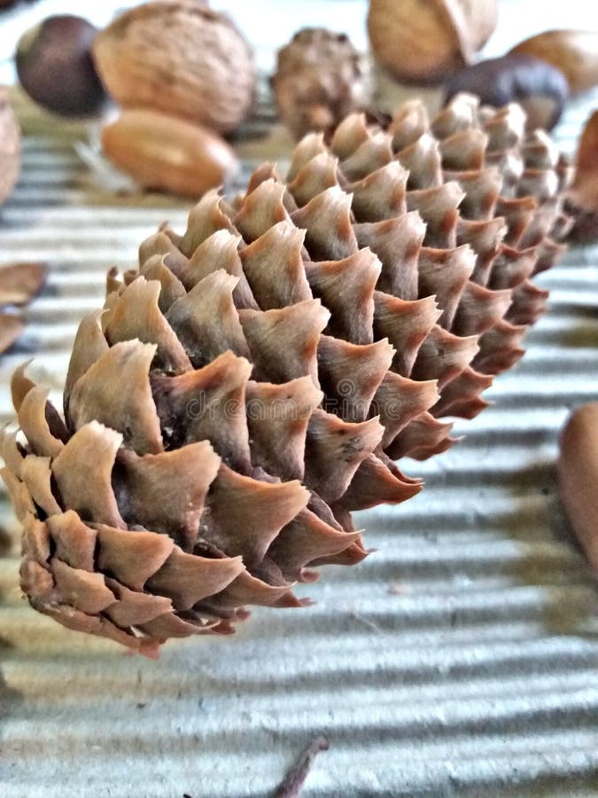 Autumn - Detail of Spruce Cone Stock Image - Image of fall, autumn ...