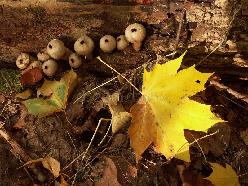 Autumn details stock photo. Image of life, still, detail - 23949658