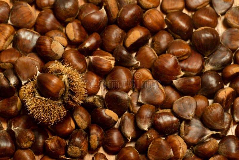 Autumn Details. Chestnuts with Shell Stock Image - Image of autumn ...