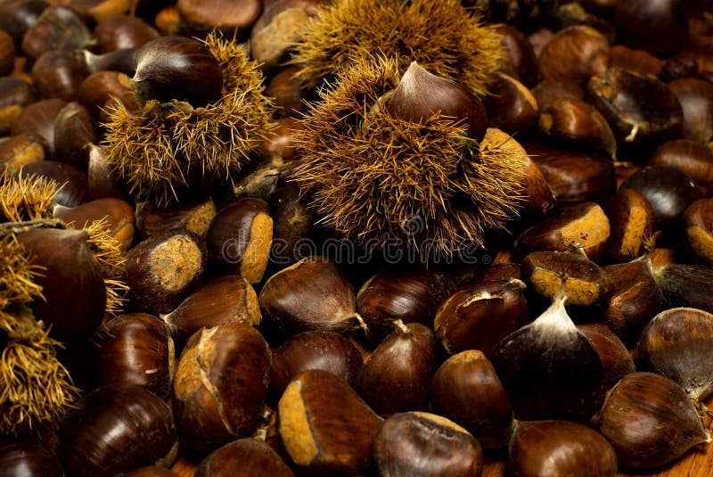 Autumn Details. Chestnuts in Shell Stock Image - Image of color ...