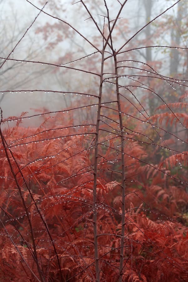 Autumn Dew on Branch with Raindrop Stock Photo - Image of water, grey ...