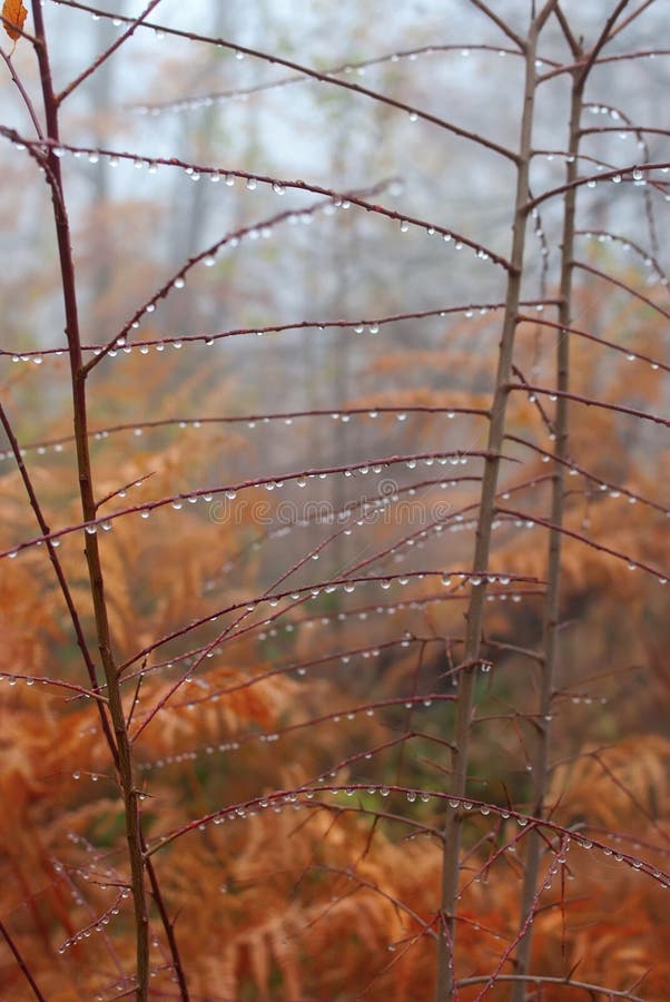 Autumn Dew on Branch with Raindrop Stock Image - Image of season ...