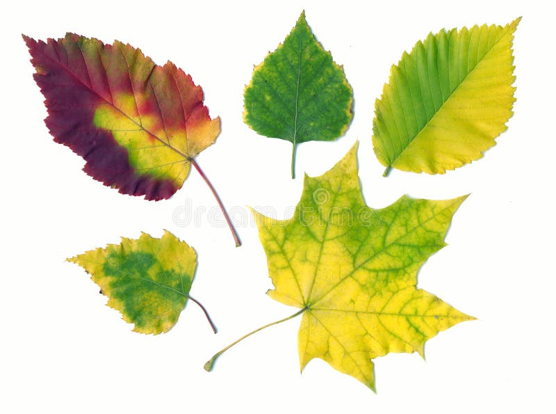 Autumn different leaves stock photo. Image of good, fine - 1341314