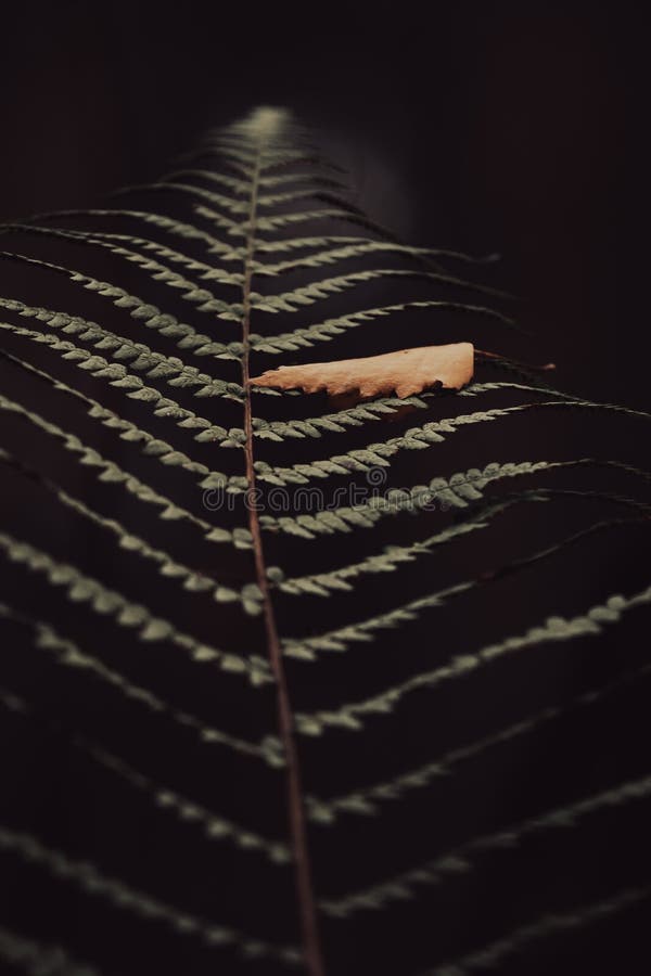 Autumn is Different, it is Yellow, Green or Red, Sad or Warm ...